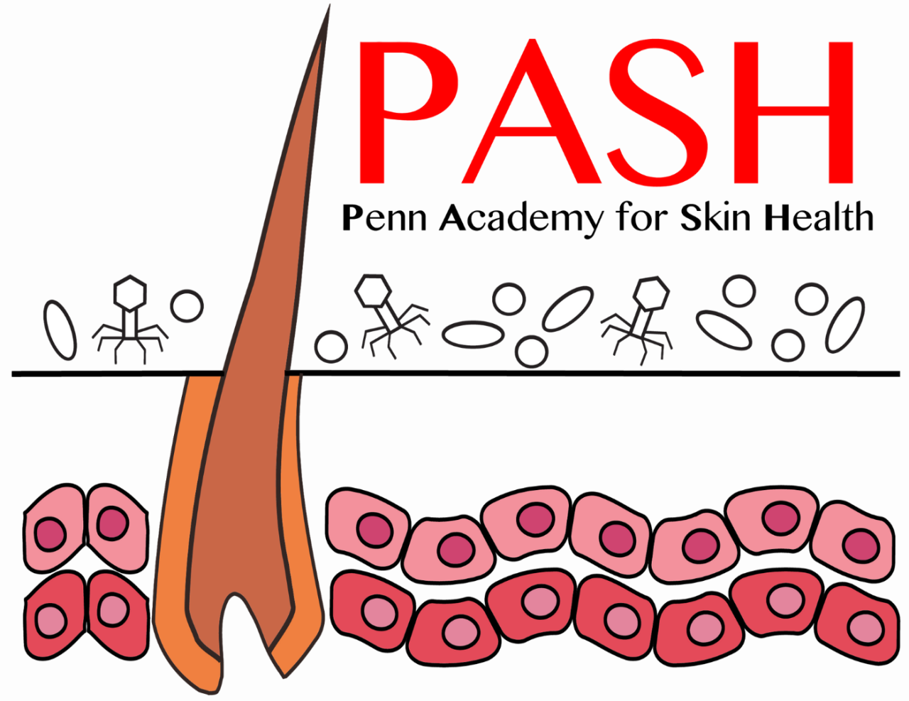 PASH - Penn Dermatology Training